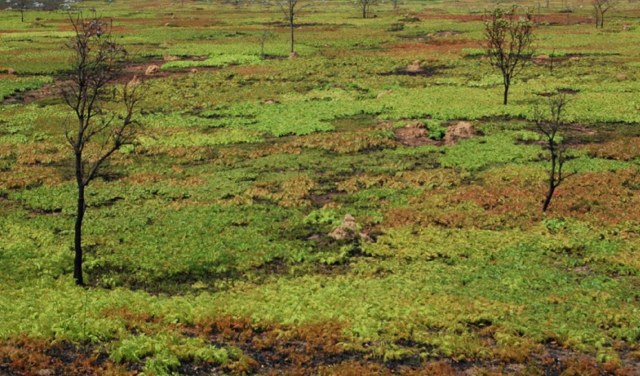 Kemunculan Pohon Bawah Tanah Sebagai Bagian dari Evolusi | kumparan.com