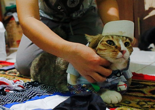 Foto: Kostum Cosplay untuk Kucing | kumparan.com