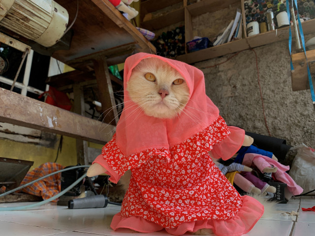 Foto: Kostum Cosplay untuk Kucing | kumparan.com