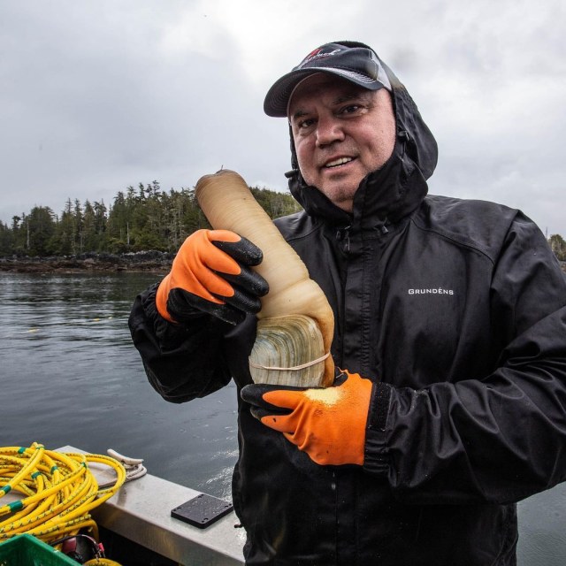 Mengenal Geoduck, Kerang Mirip Penis yang Bisa Hidup Ratusan Tahun ...