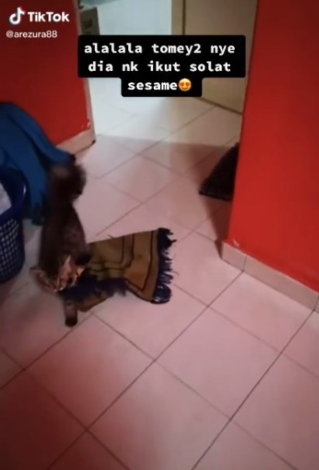 Bawa Sajadah Mau Ikut Salat, Aksi Kucing Ini Bikin Gemas Warganet ... Bawa Sajadah Mau Ikut Salat, Aksi Kucing Ini Bikin Gemas Warganet ...