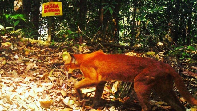 Mengenal Kucing Emas Asia yang Terancam Punah di Hutan Sumatera ...