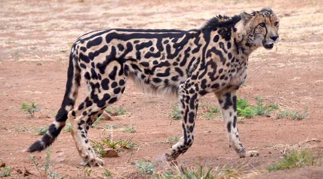Penampakan King Cheetah, Raja Kucing Sangat Langka dengan Corak Berbeda ...