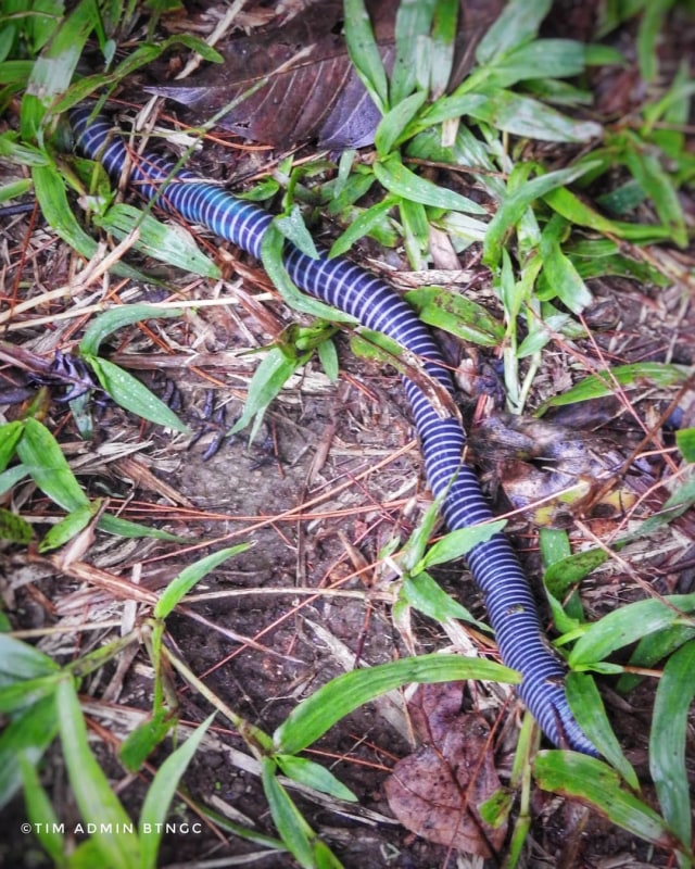 Kenalkan, ini Sesilia Cacing Jumbo dari Gunung Ciremai | kumparan.com