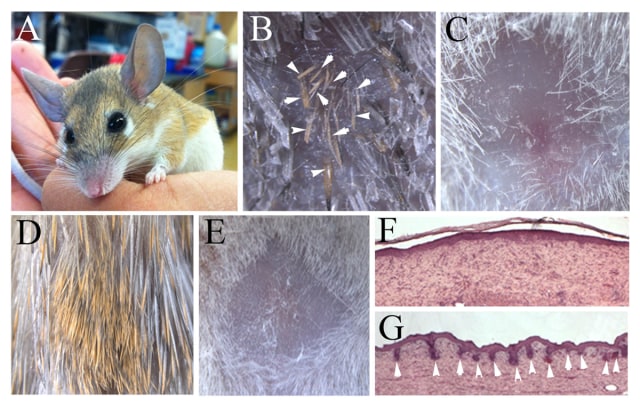 Tikus Ini Jadi Harapan Manusia karena Bisa Regenerasi Kulit Tanpa Bekas ...