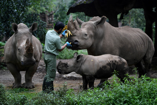 10 Fakta Mengagumkan Badak: Mamalia Darat Terbesar Kedua di Dunia ...
