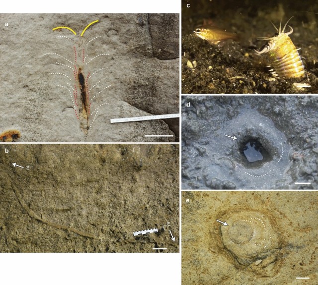 Lubang Misterius Ini Ternyata Sarang Cacing Predator Raksasa Usia 20 ...