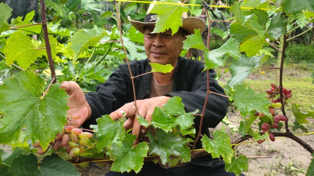 6 Bulan Tanam Anggur, Warga Blora Ini Hasilkan Puluhan Juta Rupiah ...