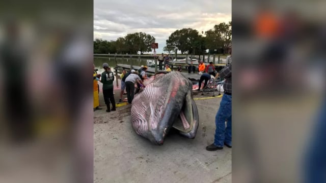 Paus Raksasa Terdampar Ini Ternyata Spesies Baru, Statusnya Terancam ...