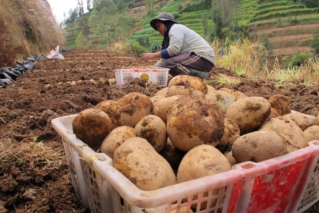 Bukan Sembarang Kentang, Ini yang Jadi Biang Kerok French Fries McD ...