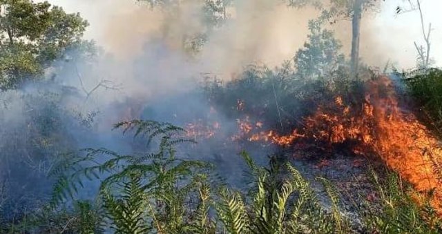 Karhutla di Kalbar: Muncul 177 Titik Api, Kabut Asap Jadi Ancaman ... Karhutla di Kalbar: Muncul 177 Titik Api, Kabut Asap Jadi Ancaman ...