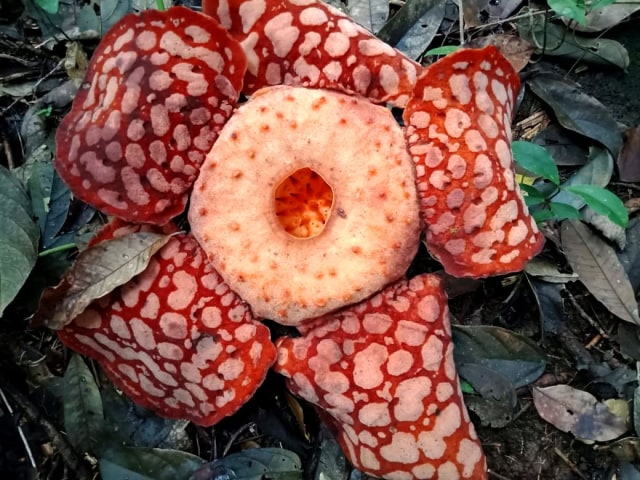 Bunga Rafflesia Akan Jadi Destinasi Wisata Baru di Anambas | kumparan.com