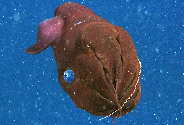 Perbedaan Cumi-Cumi dan Sotong, Dua Hewan Laut yang Memiliki Tentakel ...