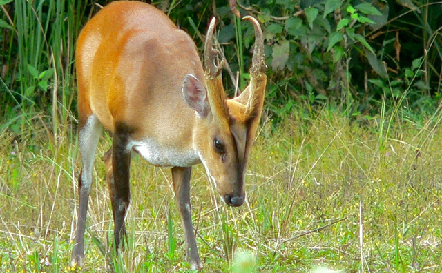 Mengenal Kijang, Satwa Liar dari Dunia Lama Penghuni Gunung Ciremai ...