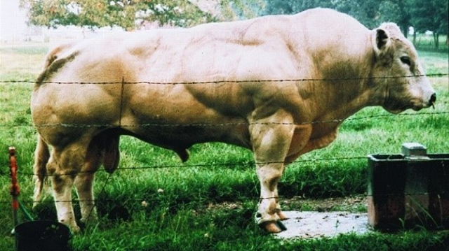 'Kambing dan Domba Hercules' Kesejahteraan Peternak Indonesia ...