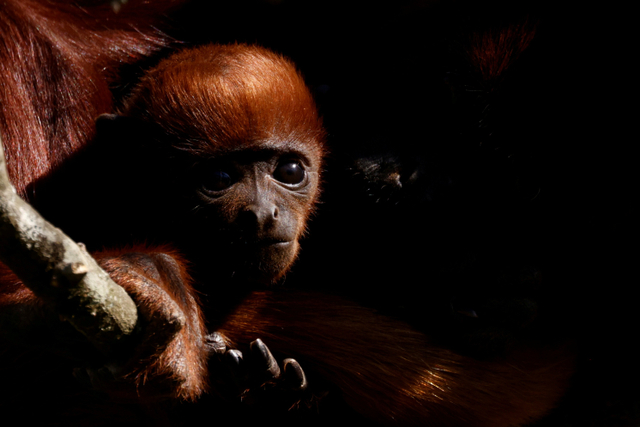 Foto: Kebun Binatang Prancis Sambut Kelahiran Bayi Monyet Howler Merah ...