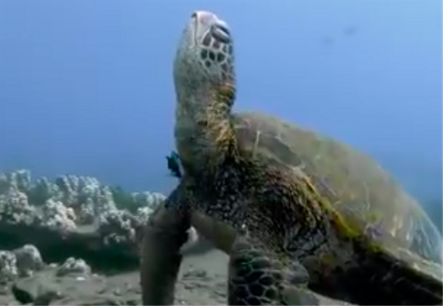 Viral Video Seekor Penyu Raksasa Ketiduran di Dasar Laut | kumparan.com