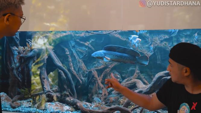 Melihat Akuarium di Rumah Irfan Hakim, Ada Super Megatank Berisi Ikan ... Melihat Akuarium di Rumah Irfan Hakim, Ada Super Megatank Berisi Ikan ...