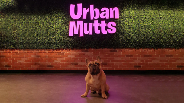 Bukan Buat Manusia, Inggris Punya Hotel Mewah Khusus untuk Anjing ...