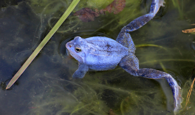 Katak Ini Bisa Berubah Warna Jadi Biru, Pertama Kali dalam 700 Tahun ...