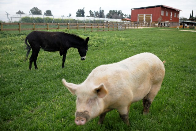 Contoh Mutasi Gen: Manusia, Hewan, dan Tumbuhan | kumparan.com