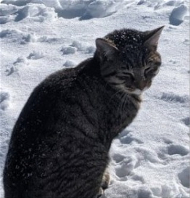 Kisah Kucing Tersesat di Gunung Setinggi 3.000 Meter, Selamat usai ...