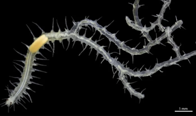 Melihat Cacing Teraneh di Dunia: Punya Banyak Pantat, Tubuh Mirip Akar ...