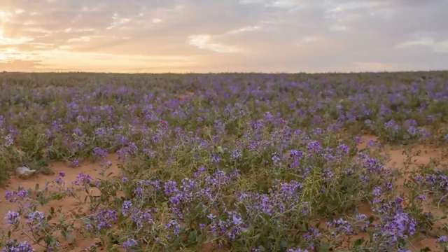 Karpet Merah Itu Biasa, Arab Saudi Kini Beralih ke Karpet Lavender ...