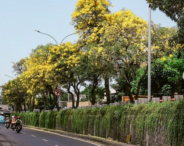 Bunga Tabebuya Warna Kuning Mulai Bermekaran Menambah Cantiknya Kota ...