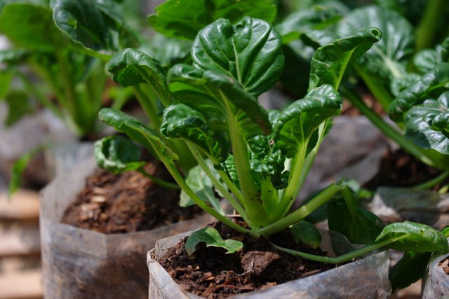 Cara Menanam Caisim atau Sawi Hijau yang Cocok untuk Pemula | kumparan.com