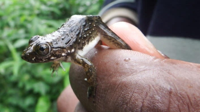 Peneliti Ini Hadiahkan Katak Buntung Kaki Baru, Diberi Obat Regenerasi ...