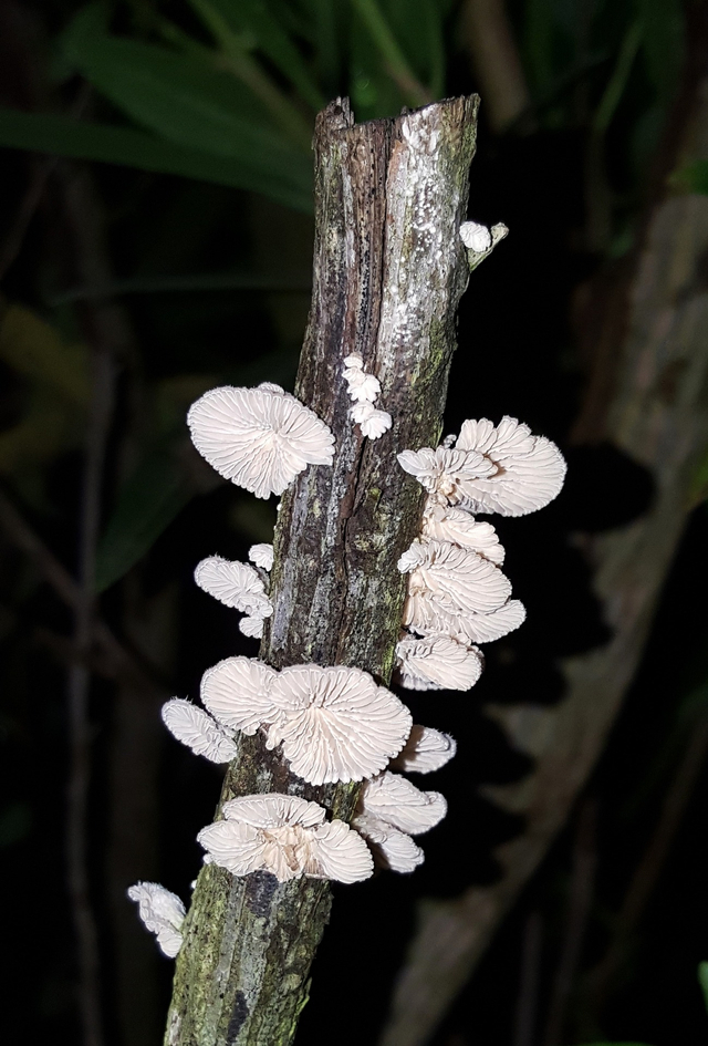 Klasifikasi Fungi: Cara Reproduksi Seksual | kumparan.com