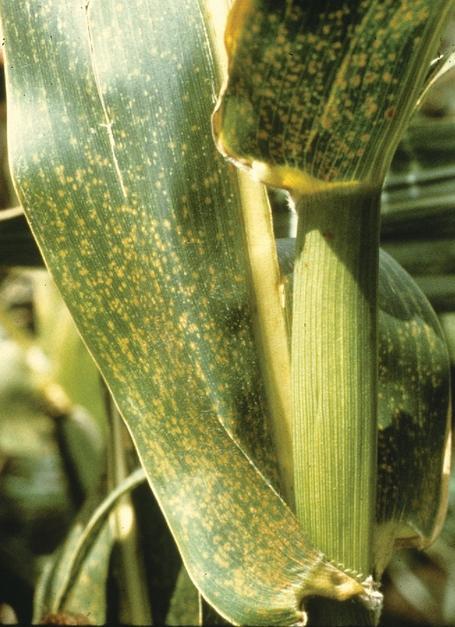 Klasifikasi Fungi: Cara Reproduksi Seksual | kumparan.com