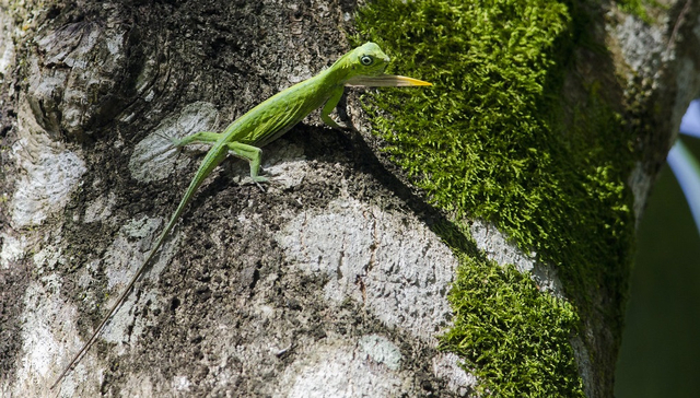 Naga Terbang Bukan Cuma Mitos, Hewan Ini Ada di Hutan Tropis Asia ... Naga Terbang Bukan Cuma Mitos, Hewan Ini Ada di Hutan Tropis Asia ...