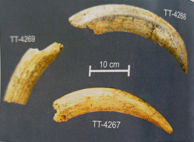 Apakah Gunung Api Penyebab Stegodon Punah di Provinsi Nusa Tenggara ...
