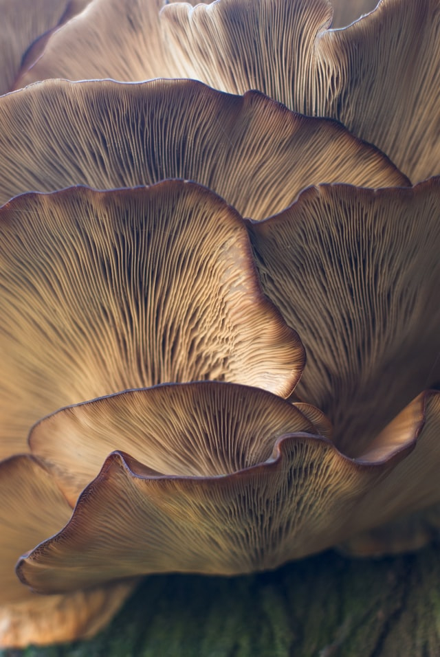 Struktur Fungi, Berbeda dengan Organisme Lainnya | kumparan.com