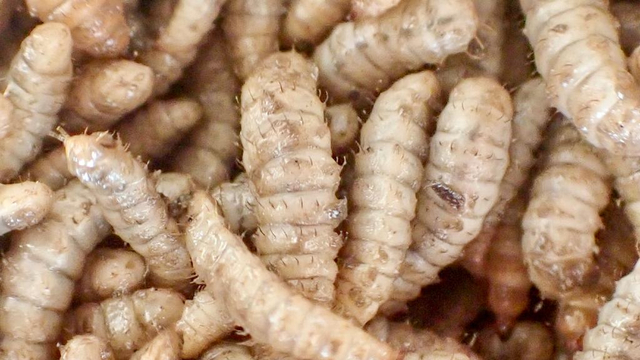 Foto: Kisah Kolonel TNI Bergelut dengan Sampah untuk Budidaya Magot ...