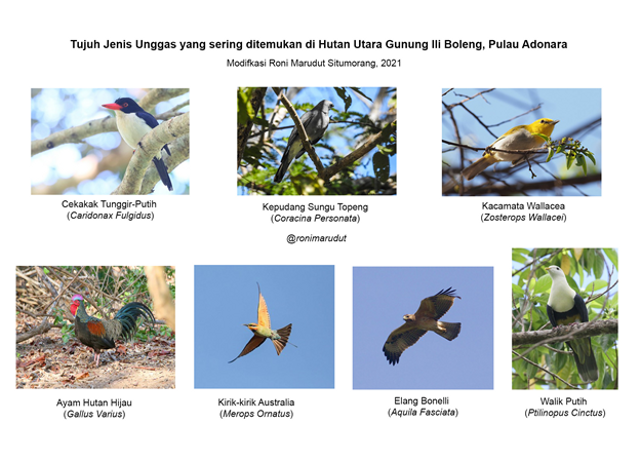 Fakta Menarik Gunung Ili Boleng dan Keindahan Alam Pulau Adonara ...