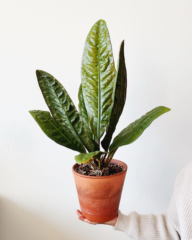 Segarkan Suasana Rumah dengan 5 Tanaman Jenis Anthurium | kumparan.com