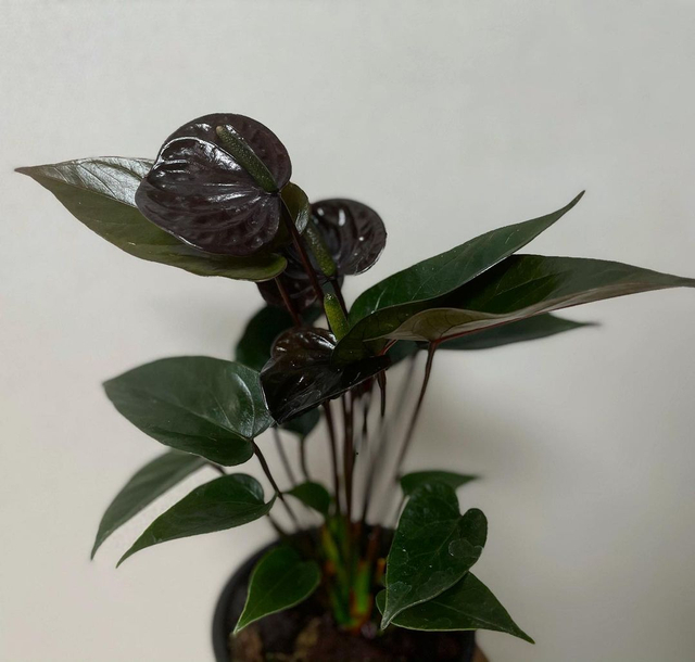 Segarkan Suasana Rumah dengan 5 Tanaman Jenis Anthurium | kumparan.com