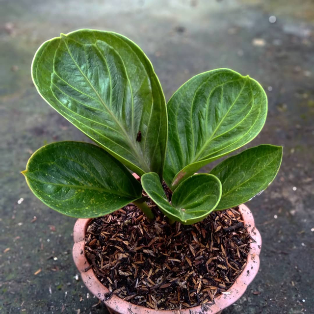 Segarkan Suasana Rumah dengan 5 Tanaman Jenis Anthurium | kumparan.com