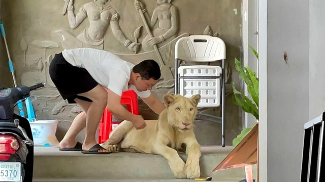 Singa Peliharaan Disita Polisi Setelah Viral di TikTok: Gigi Taringnya Ompong | kumparan.com