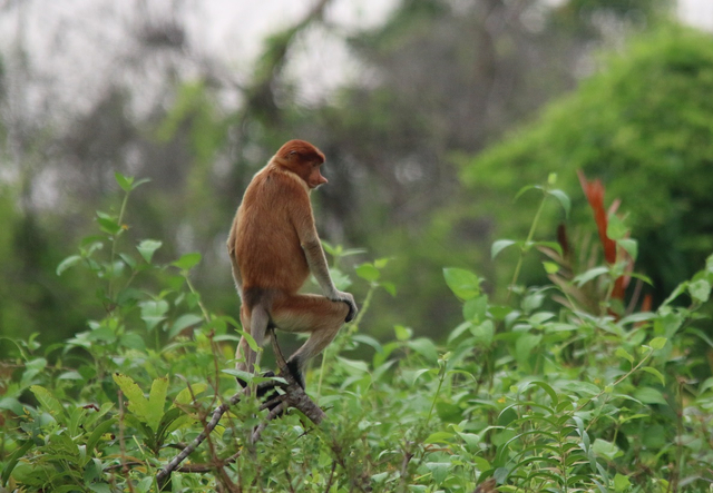 Bekantan, Ini 5 Fakta Unik Si Monyet Hidung Besar | kumparan.com
