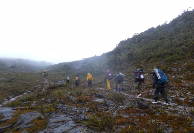 13 Fakta Menarik TN Gunung Leuser yang Harus Kamu Tahu (Bagian 1 ...
