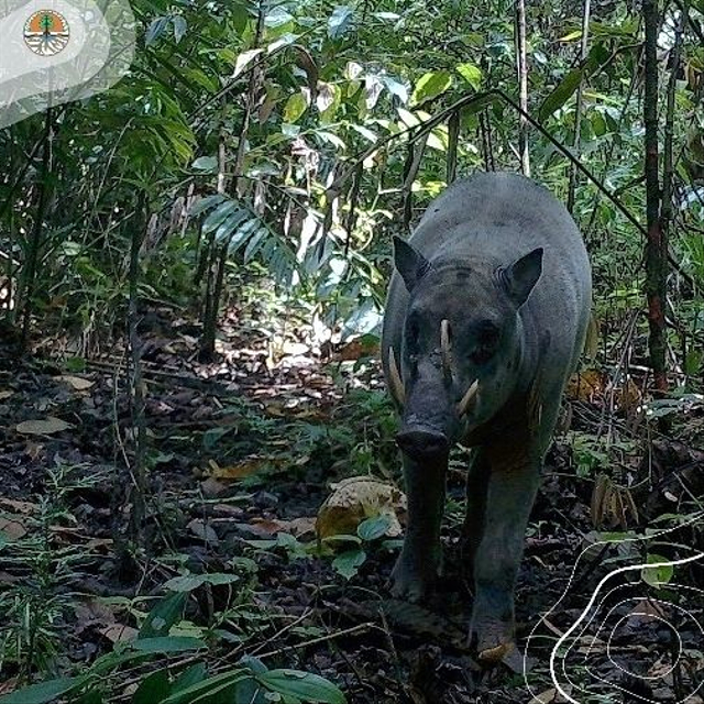 Bukan Mitos, ini Penampakan Nyata Babi Rusa di Pulau Buru, Maluku ...