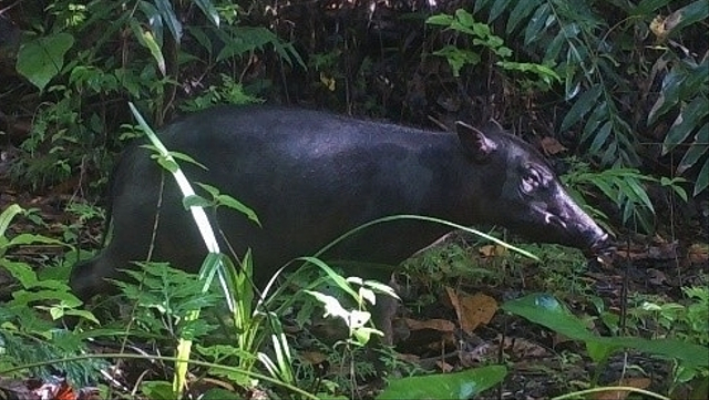 Bukan Mitos, ini Penampakan Nyata Babi Rusa di Pulau Buru, Maluku ...