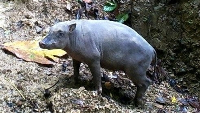 Bukan Mitos, ini Penampakan Nyata Babi Rusa di Pulau Buru, Maluku ...