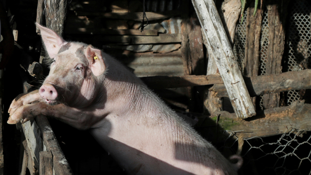 Untuk Kedua Kalinya, Ginjal Babi Berhasil Ditransplantasi ke Manusia ...