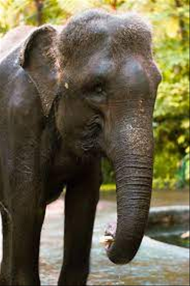 Bagaimana Gerakan Gajah Berjalan? Ini Penjelasannya | kumparan.com