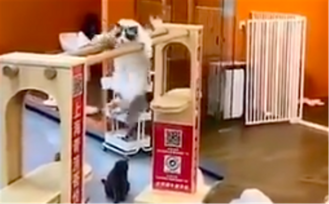 Lucu, Kucing Ini Lakukan Atraksi Seperti Atlet Senam Olimpiade ...